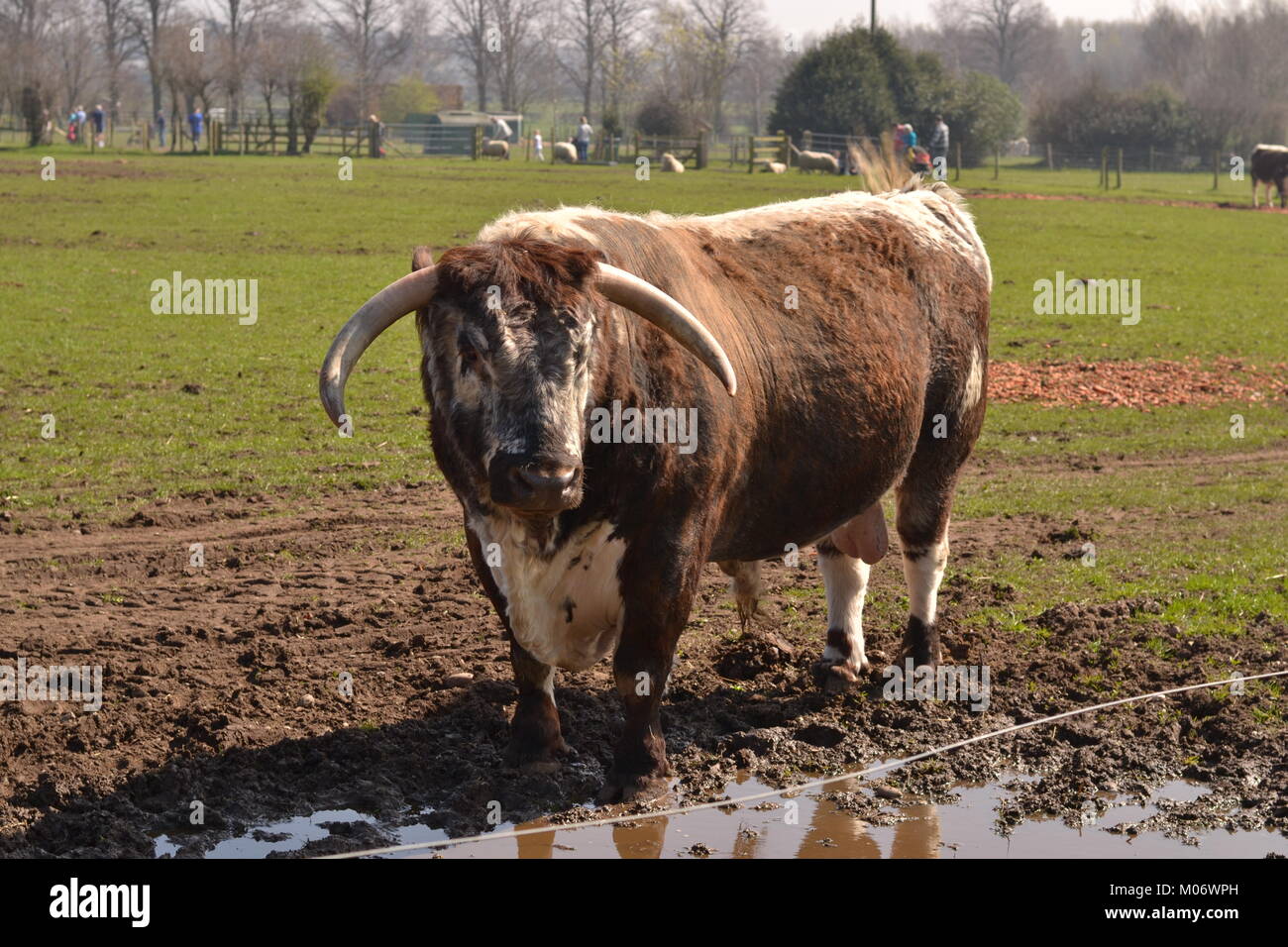 Longhorn image hi-res stock photography and images - Alamy