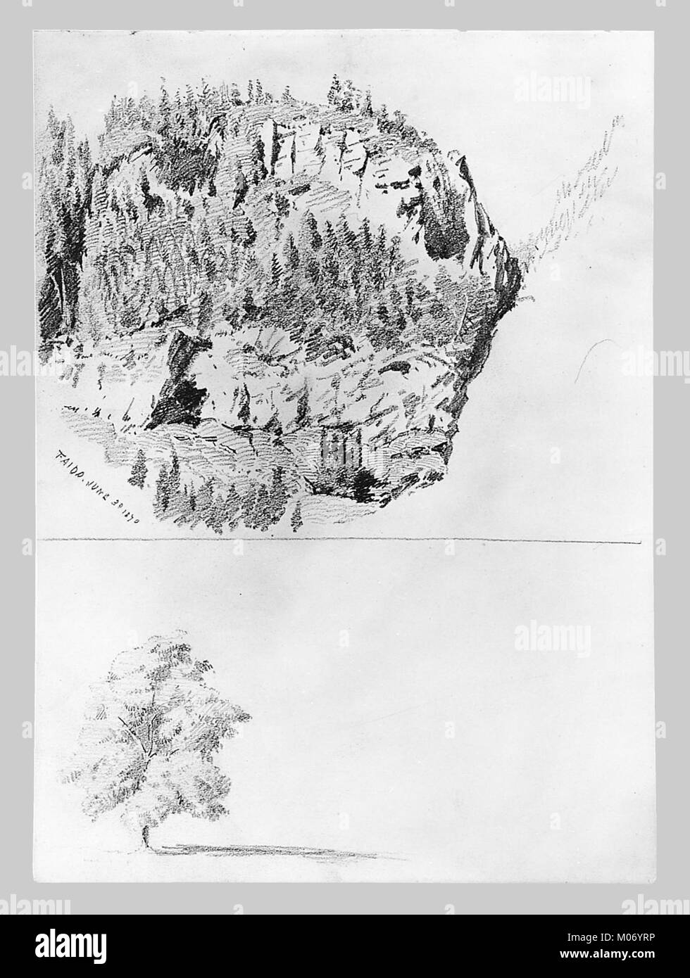 This 1870 landscape study depicts a tree in Faido, Switzerland ...