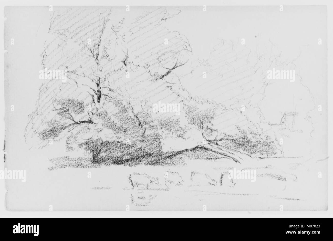 This sketch shows cows in a natural landscape, illustrating pastoral ...