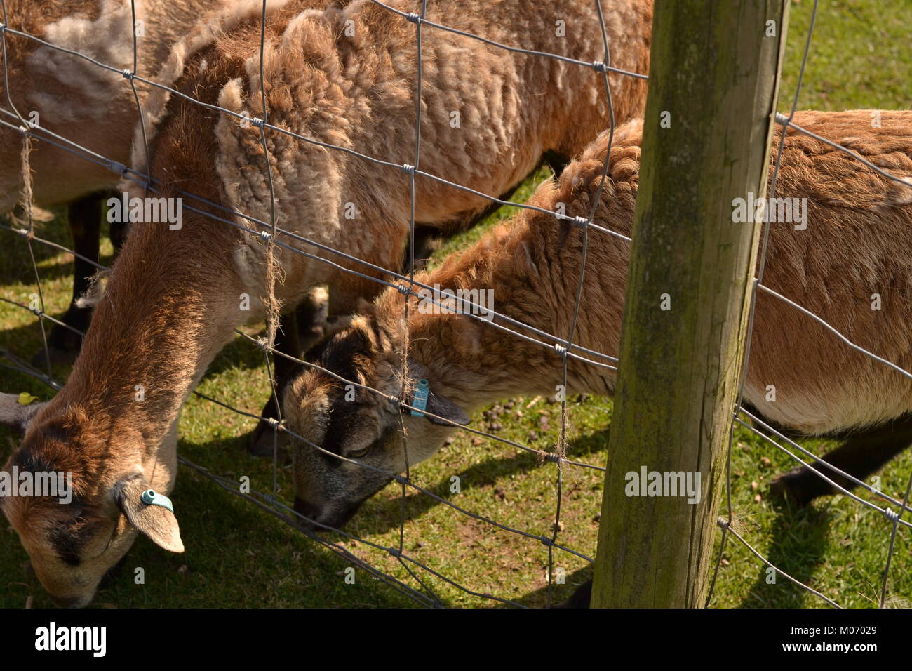 Woolly animals hi-res stock photography and images - Alamy