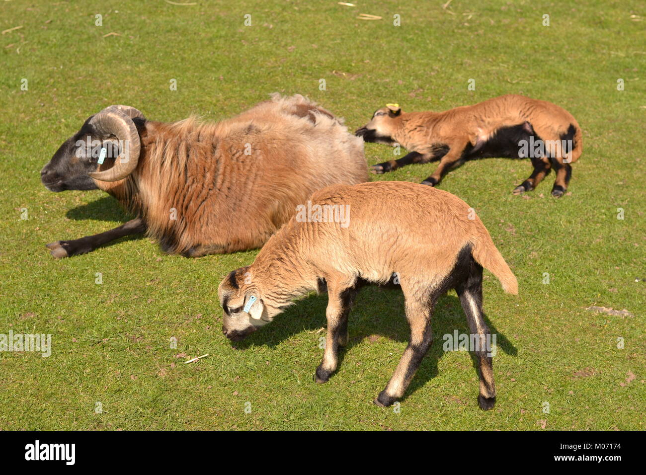 Ram horn hi-res stock photography and images - Alamy