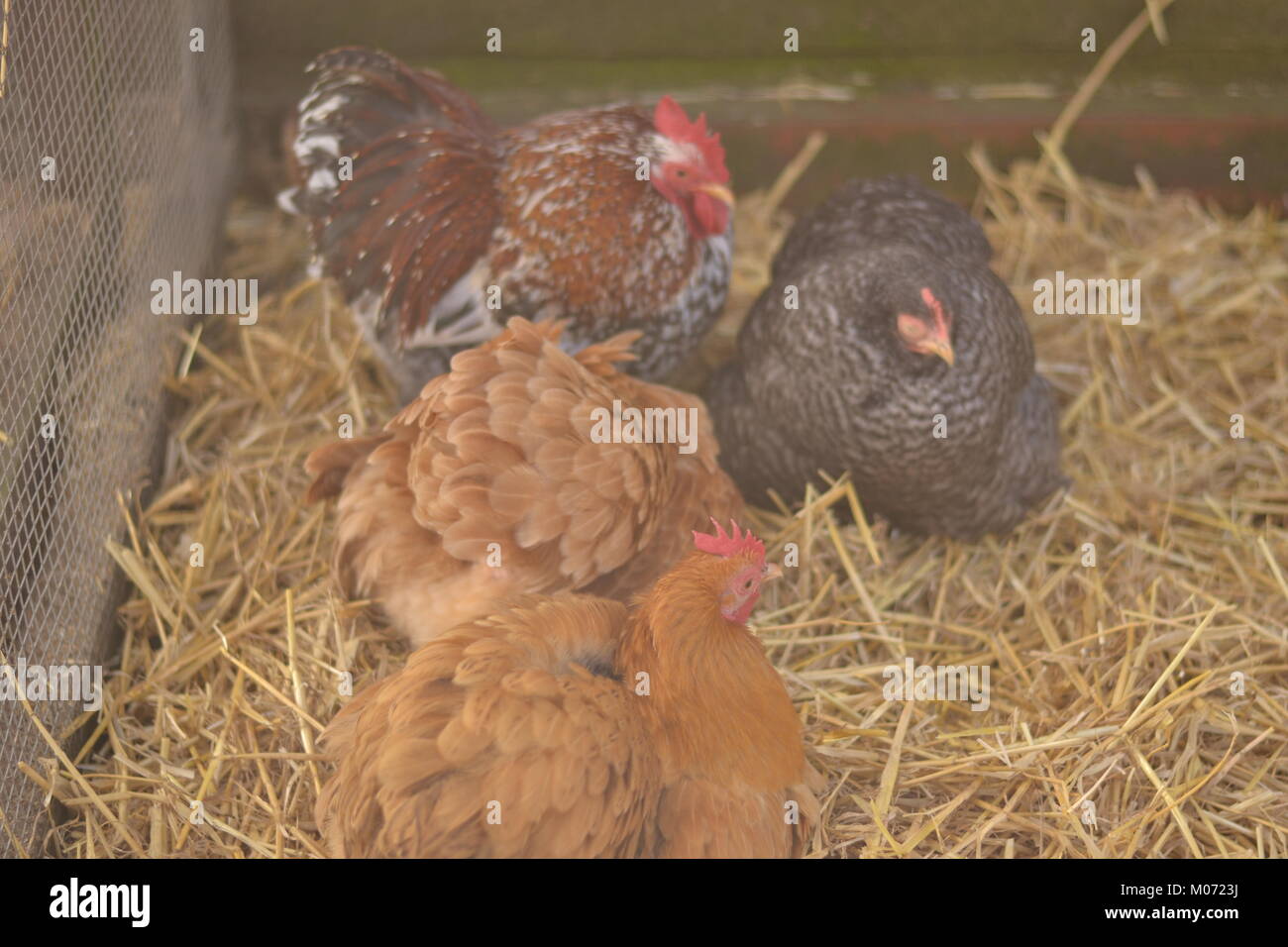 Photo of hens hi-res stock photography and images - Alamy