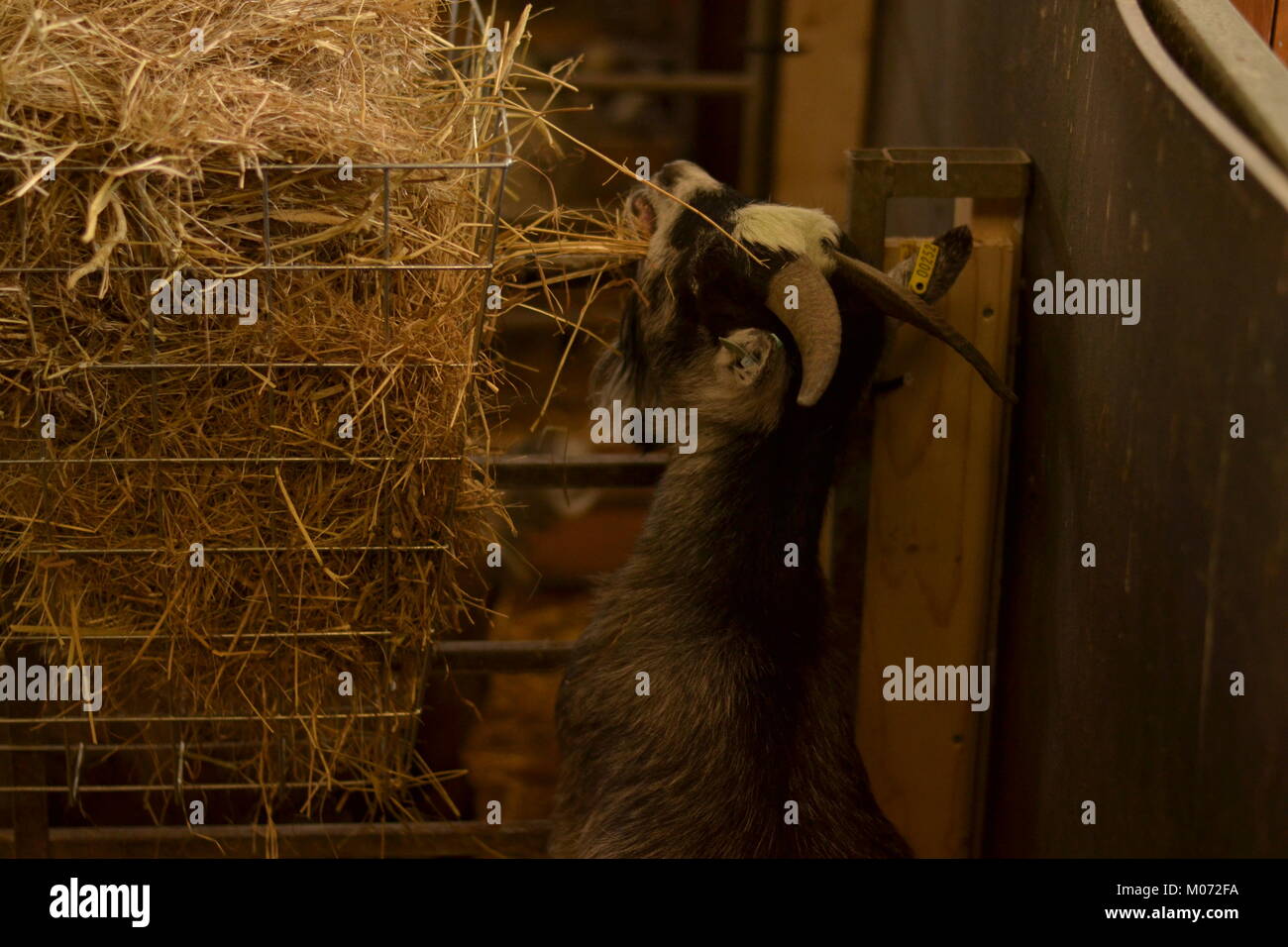 Hungry goat hi-res stock photography and images - Alamy