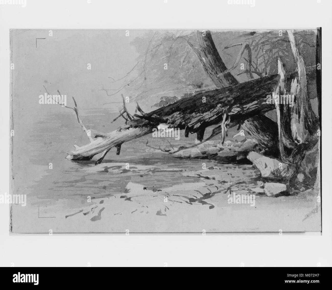 Moss log Black and White Stock Photos & Images - Alamy