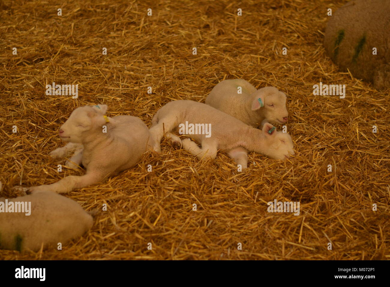 Little farm attraction hi-res stock photography and images - Alamy