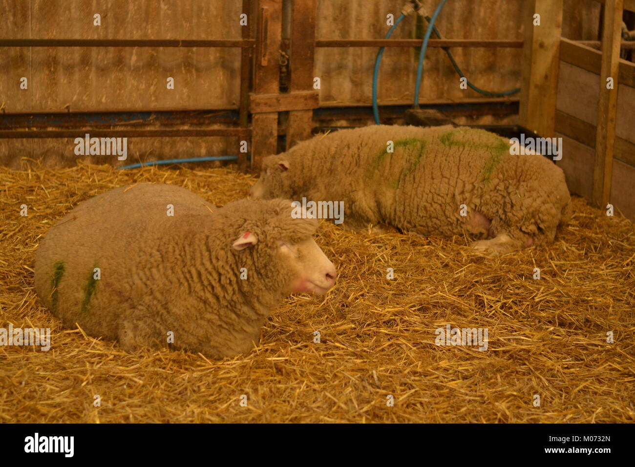 Photography of sheep hi-res stock photography and images - Alamy