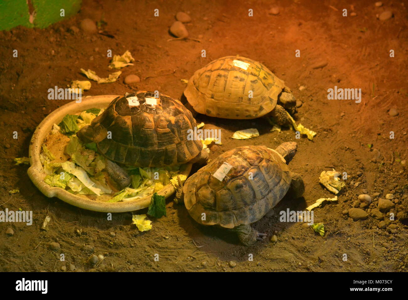 Three Green Tortoises Stock Photo - Alamy