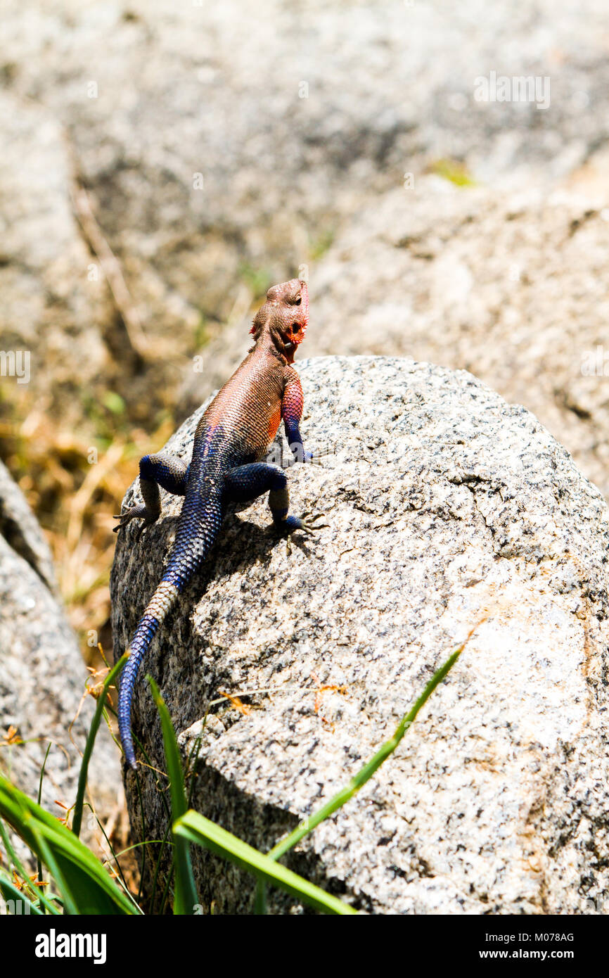 Spider man agama hi-res stock photography and images - Alamy