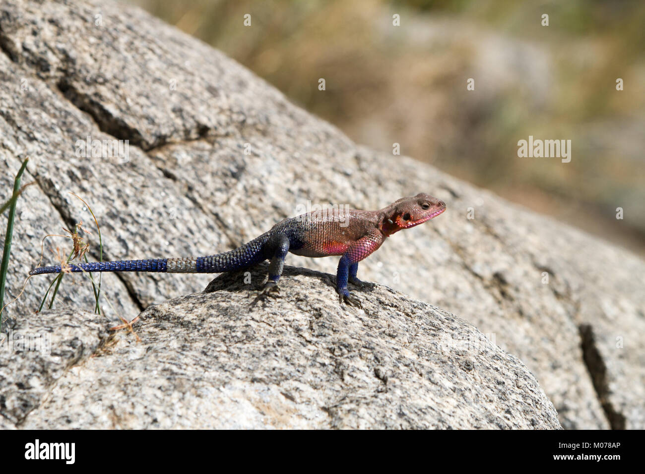 Male Mwanza flat-headed rock agama (Agama mwanzae) or the Spider-Man ...