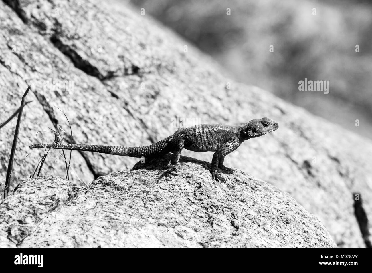 African blue headed lizard Black and White Stock Photos & Images - Alamy