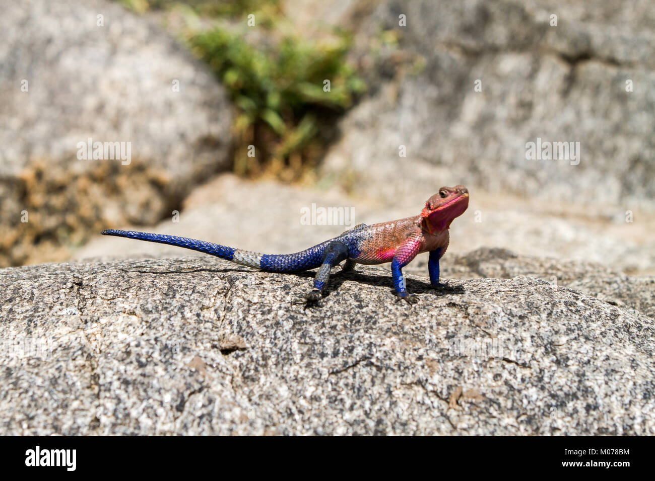 Spider man agama hi-res stock photography and images - Alamy