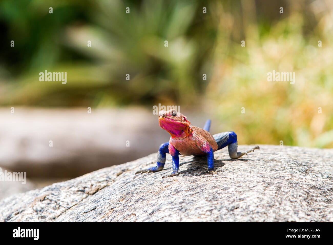 Male Mwanza flat-headed rock agama (Agama mwanzae) or the Spider-Man ...
