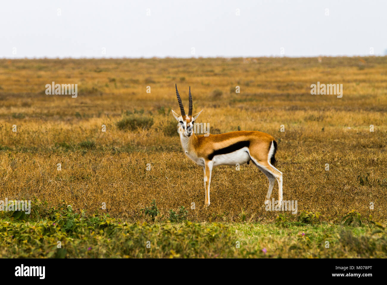 Thomson's gazelle (Eudorcas thomsonii), known as tommie, the most ...