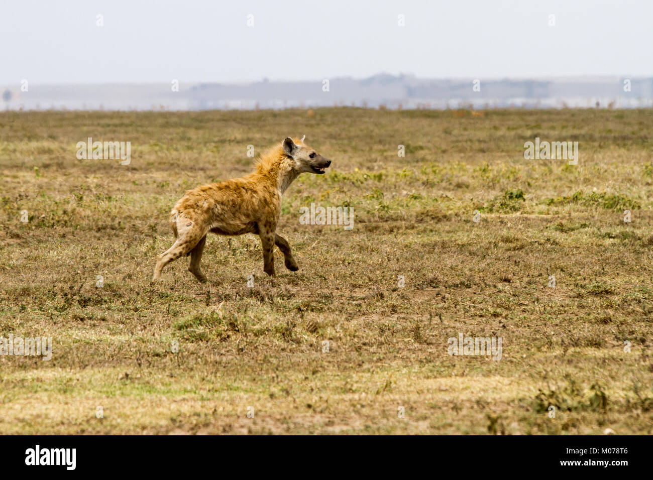 The spotted hyena (Crocuta crocuta), also known as the laughing hyena ...