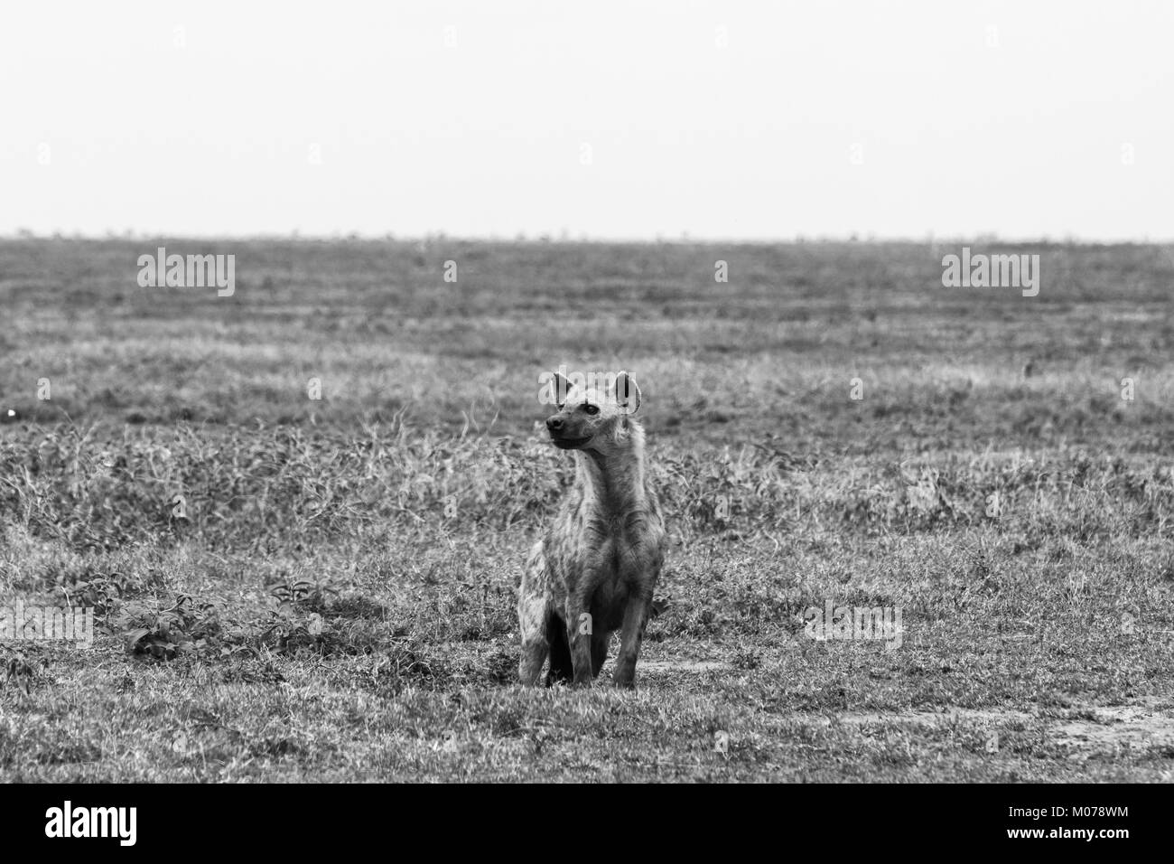The spotted hyena (Crocuta crocuta), also known as the laughing hyena ...