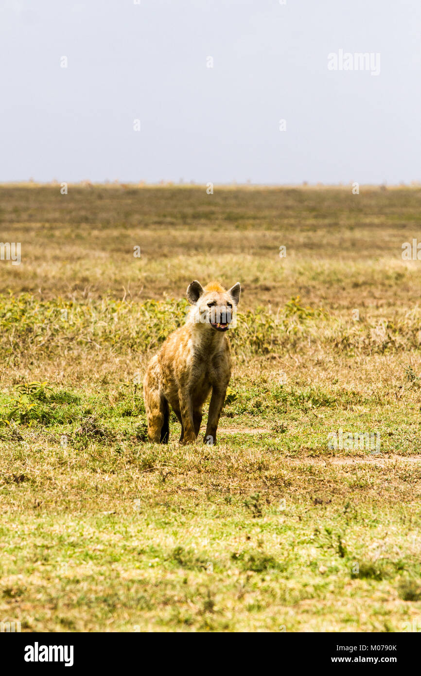 The spotted hyena (Crocuta crocuta), also known as the laughing hyena ...