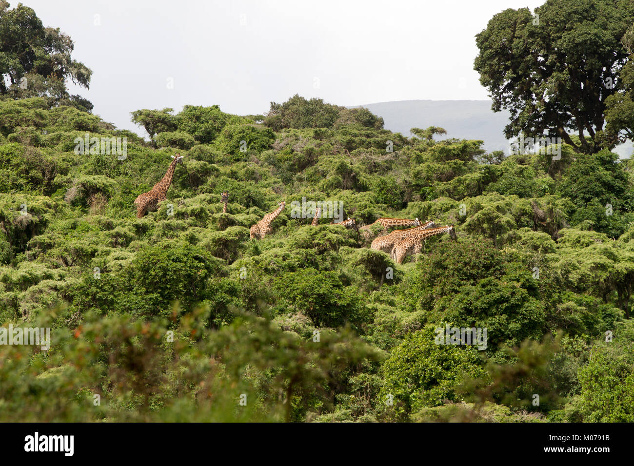 The giraffe (Giraffa), genus of African even-toed ungulate mammals, the ...