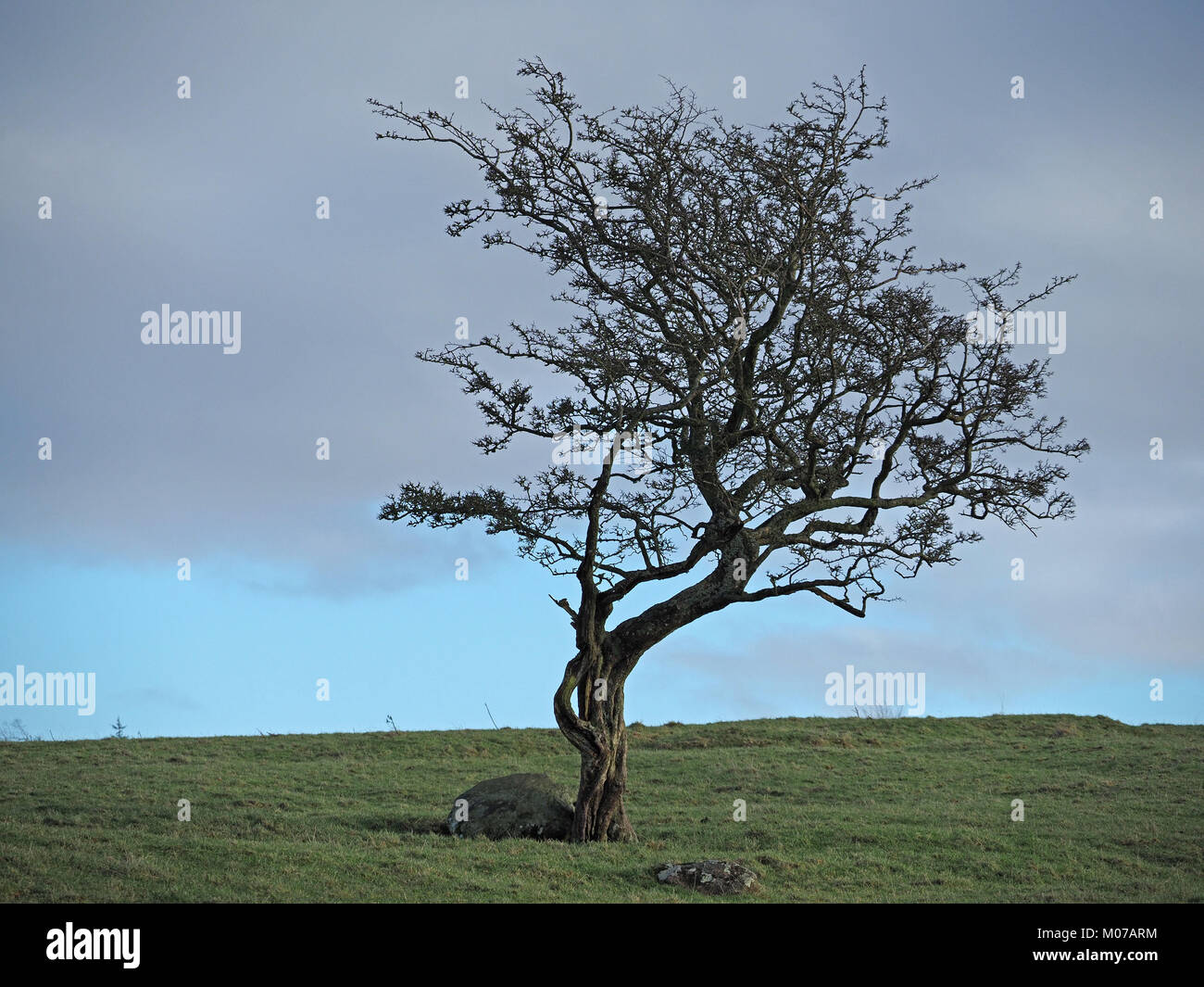 rugged ancient windswept hawthorn tree (Crataegus monogyna) breaks the ...