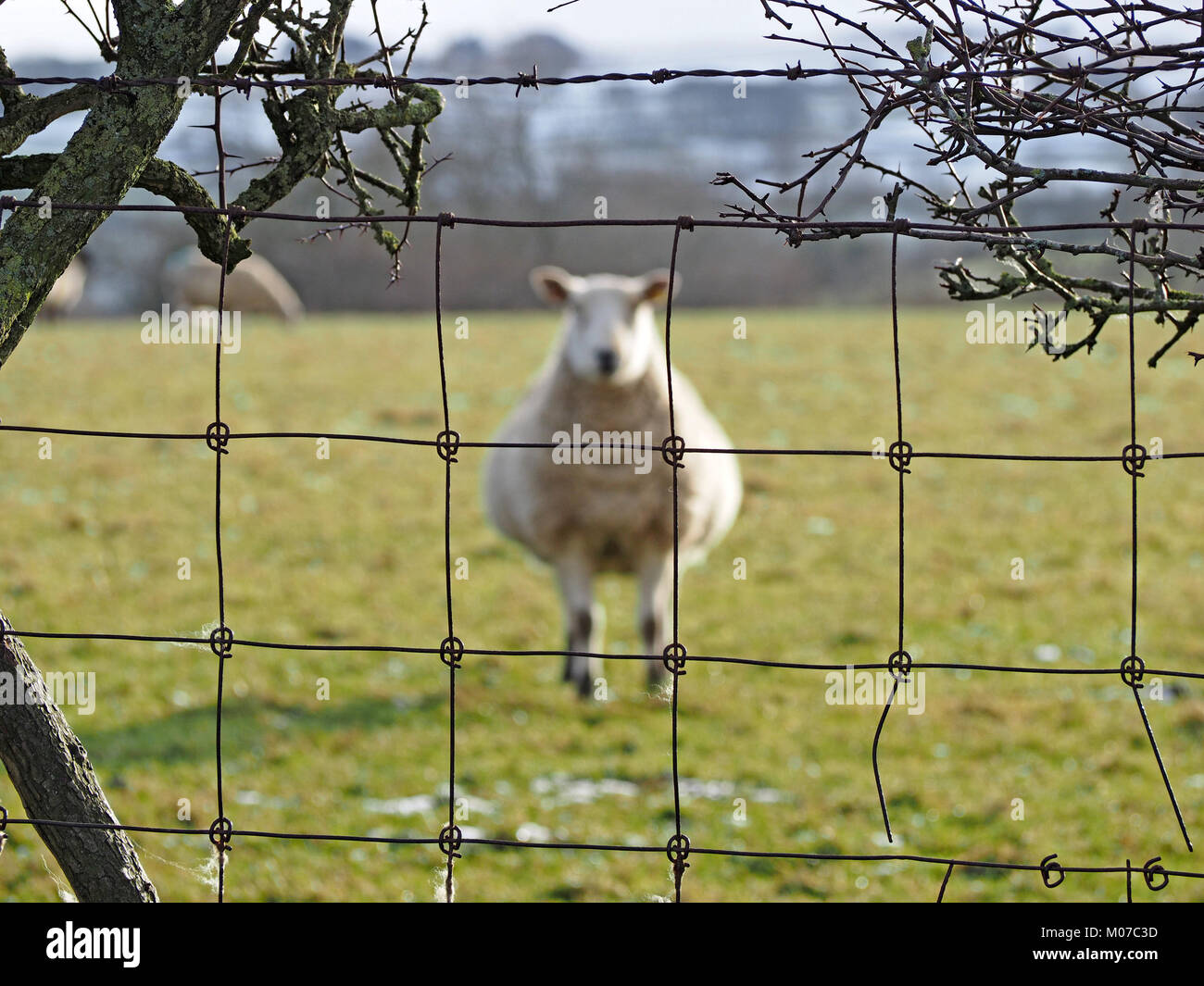 Sheep head loop hi-res stock photography and images - Alamy