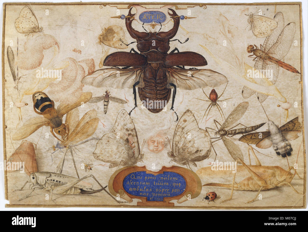 Insects and the head of a wind god hi-res stock photography and images ...