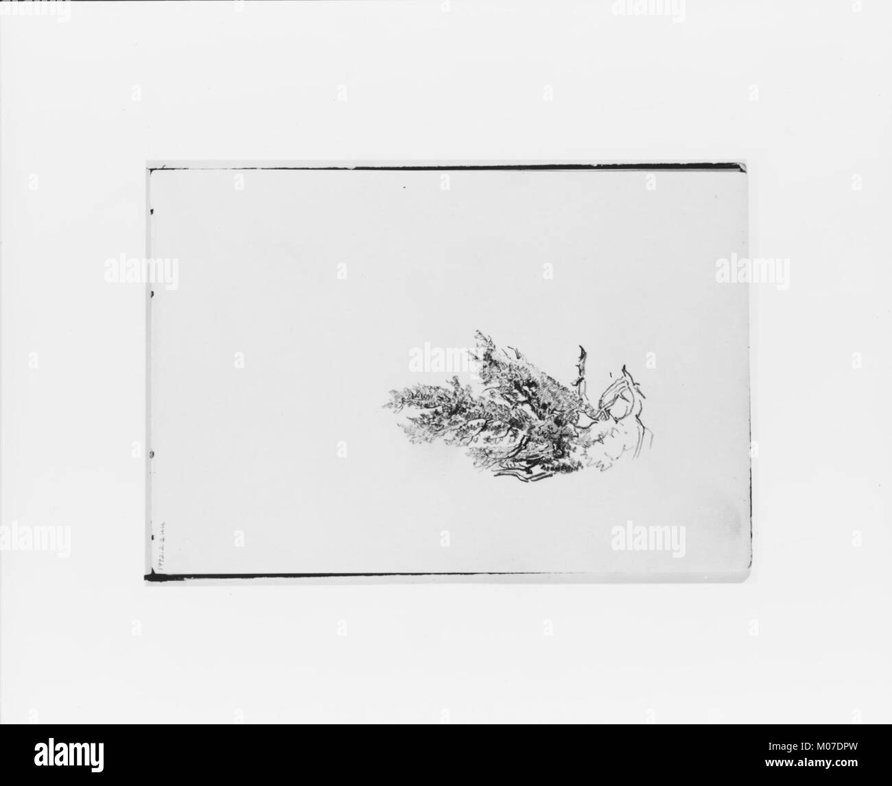 Showcasing detailed botanical sketches hi-res stock photography and ...