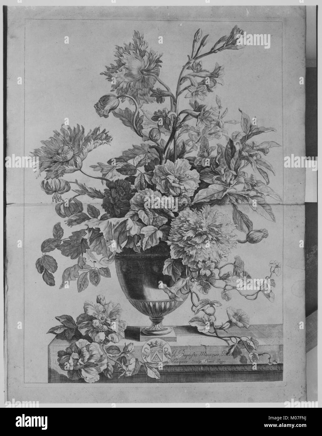 This botanical illustration from 'Livre de Toutes Sortes De Fleurs D ...