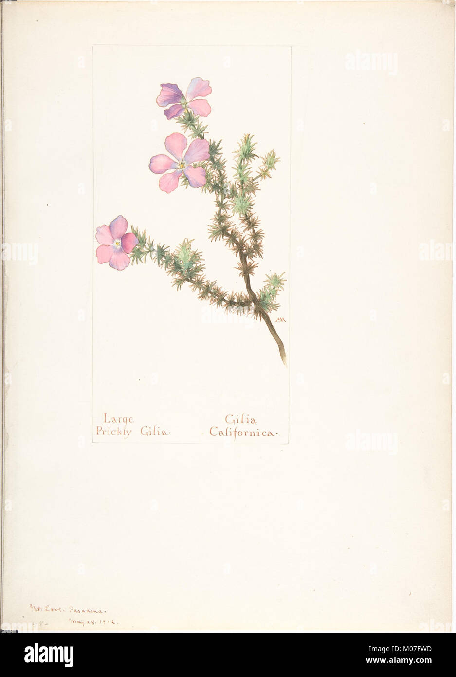 The large prickly gilia is a plant native to California, known for its ...