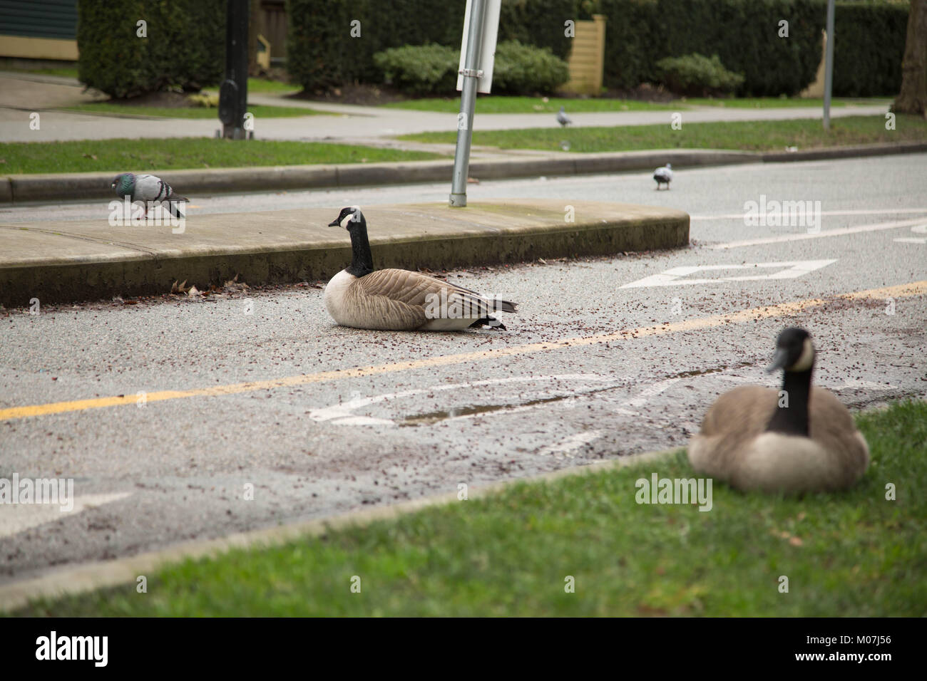 Canadian bike lane hi-res stock photography and images - Alamy