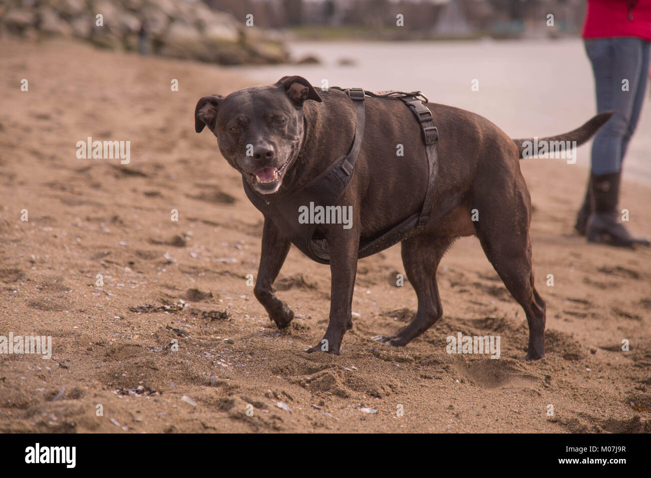 Pitbull dog walking sandy beach Stock Photo - Alamy