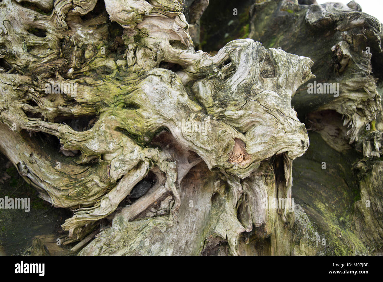 Roug weathered wood surface tree trunk Stock Photo - Alamy
