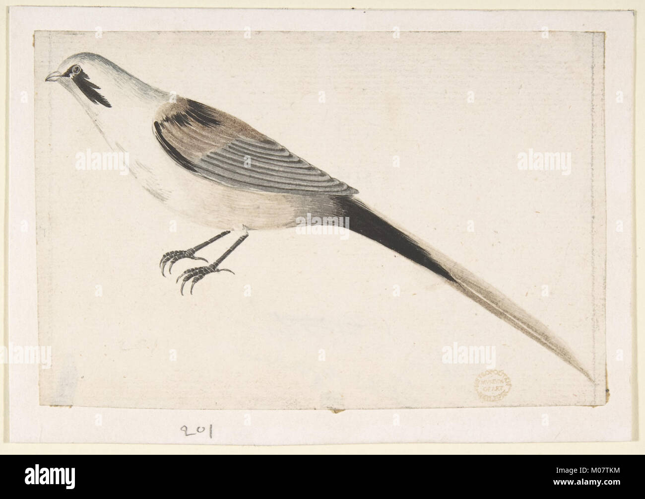 This artwork depicts a long-tailed bird in profile, capturing its ...