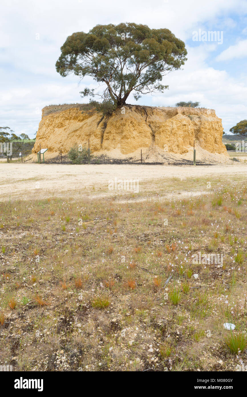 Oyster mound hi-res stock photography and images - Alamy