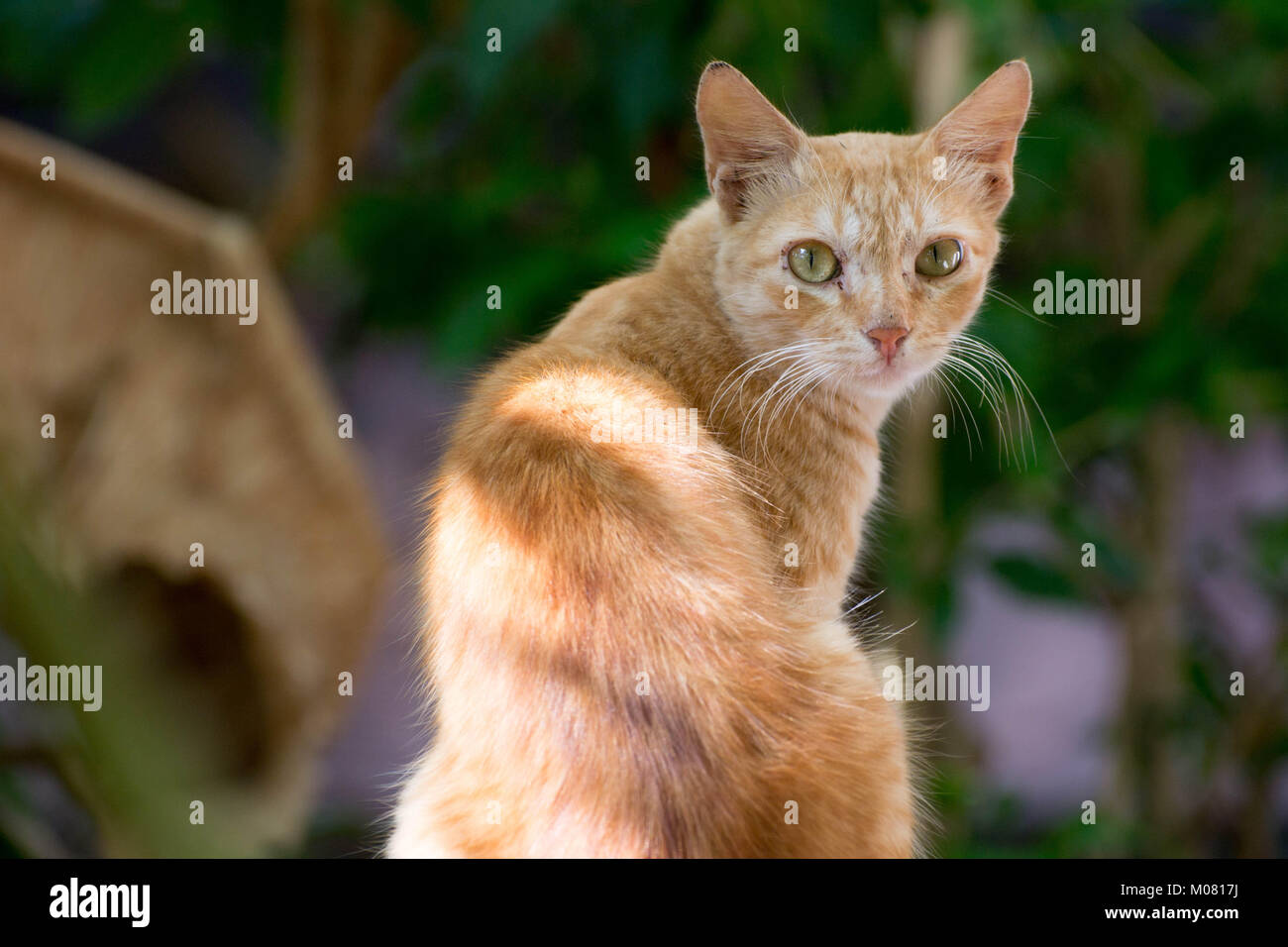 American indian sketch hi-res stock photography and images - Alamy