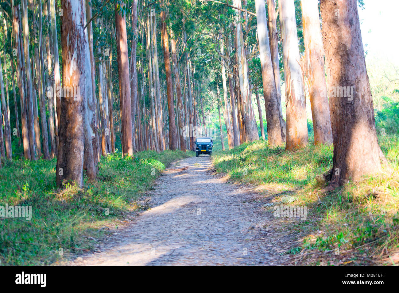 Indian Pine High Resolution Stock Photography and Images - Alamy