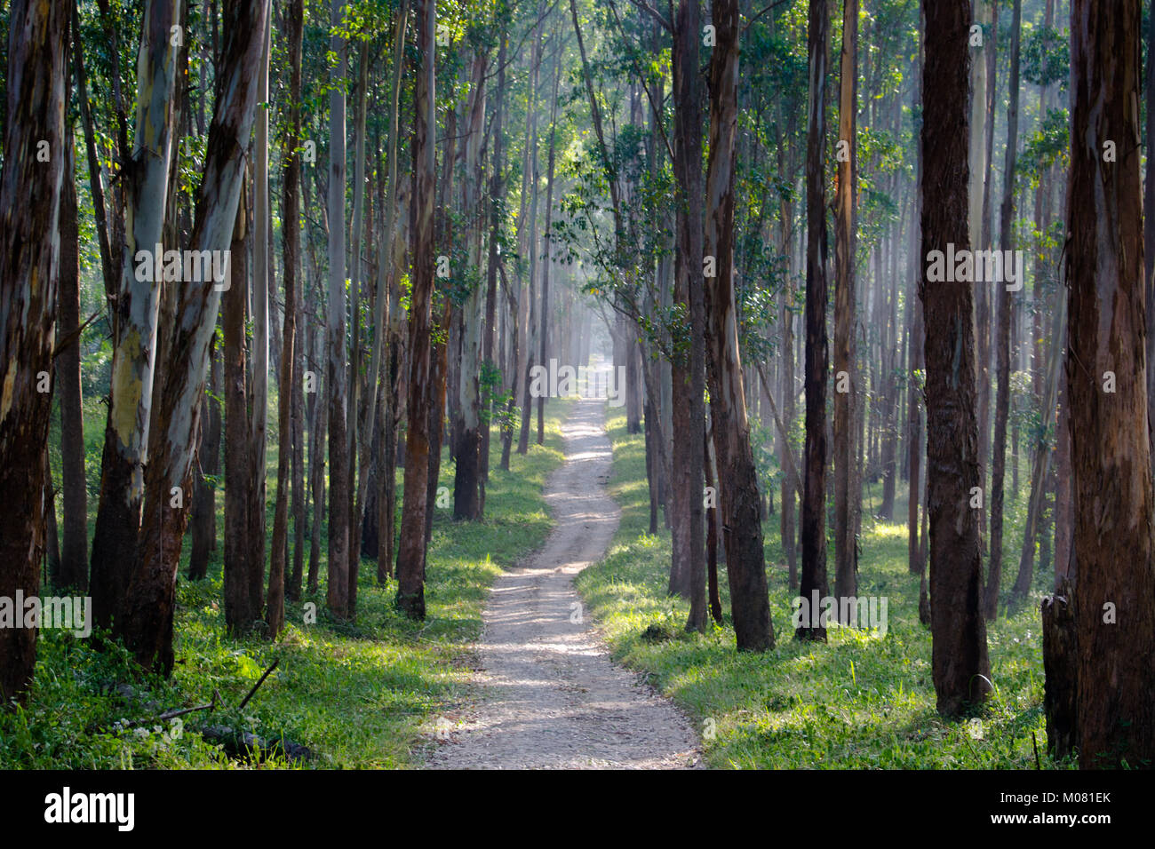 Pathway in a pine forest Stock Photo - Alamy