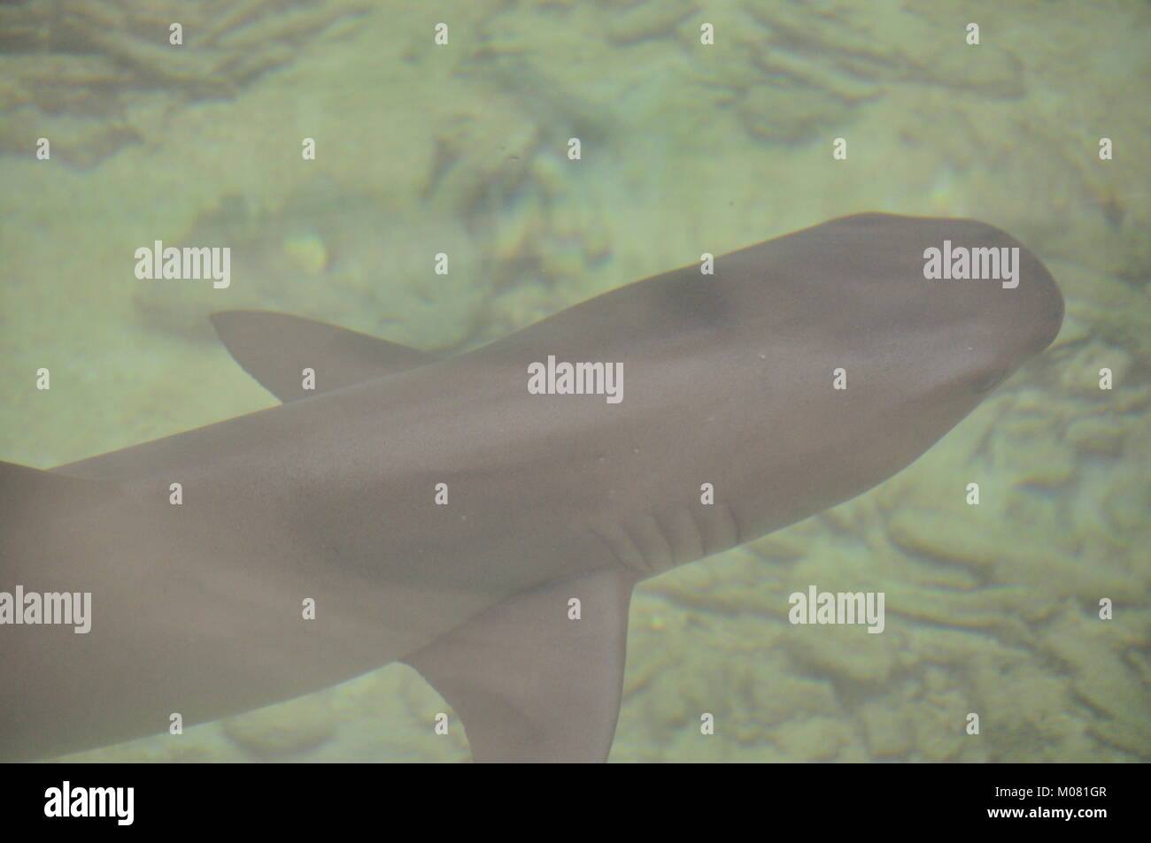 The shark floating in the Java sea. Karimunjawa. Indonesia Stock Photo ...