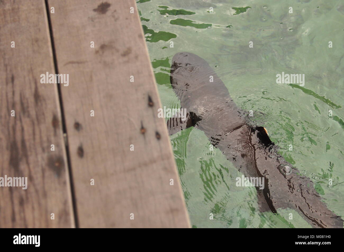 The shark floating in the Java sea. Karimunjawa. Indonesia Stock Photo ...