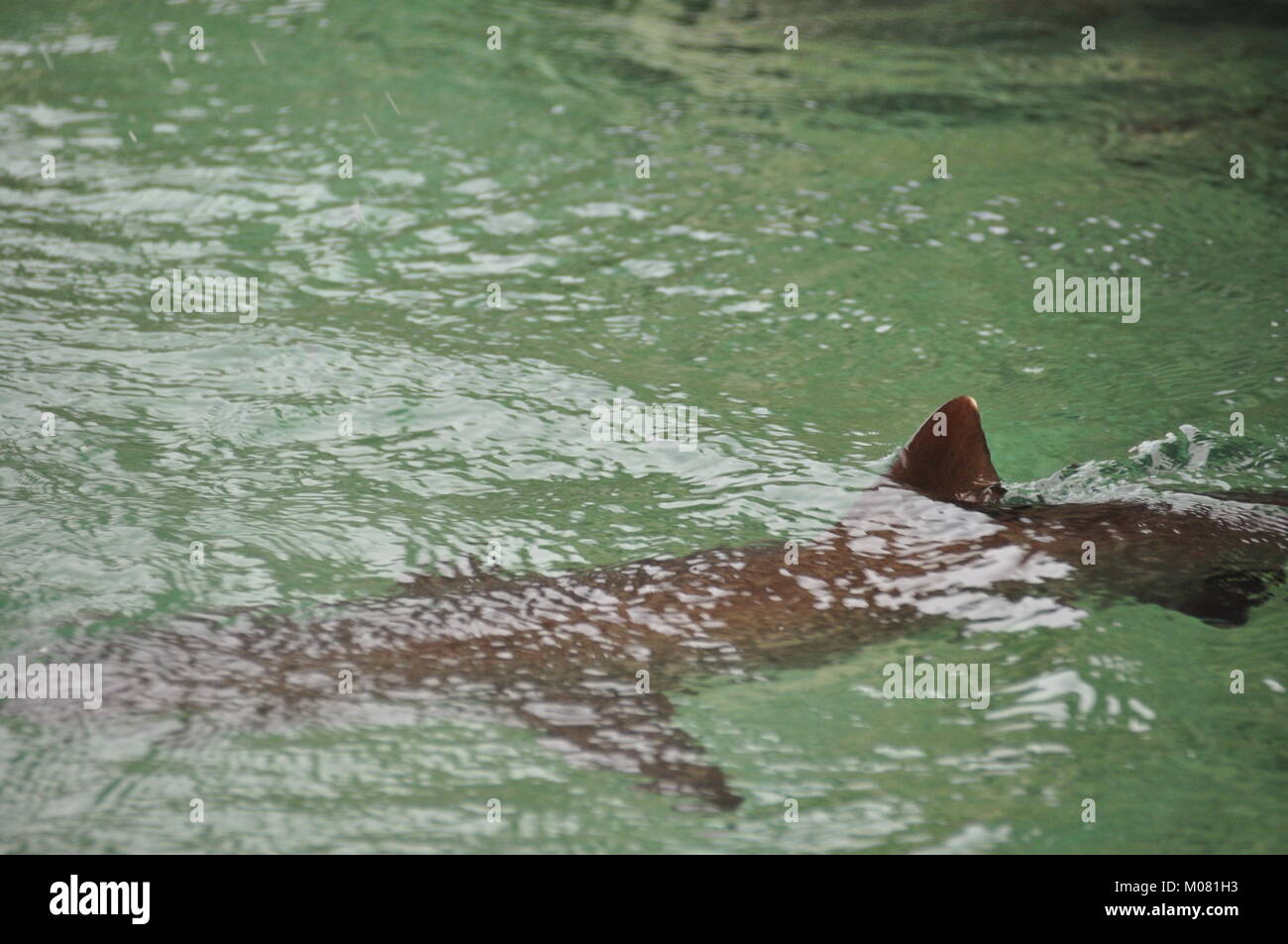The shark floating in the Java sea. Karimunjawa. Indonesia Stock Photo ...