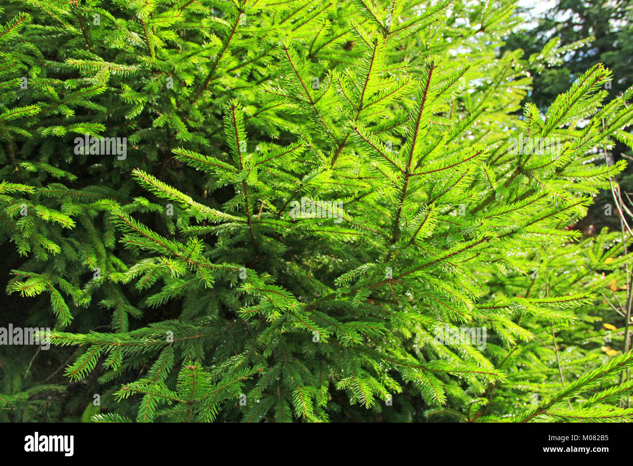 green branches of the young fur-tree growing in the forest Stock Photo ...