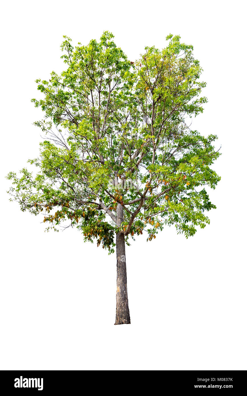 A big tree isolated on white background Stock Photo - Alamy