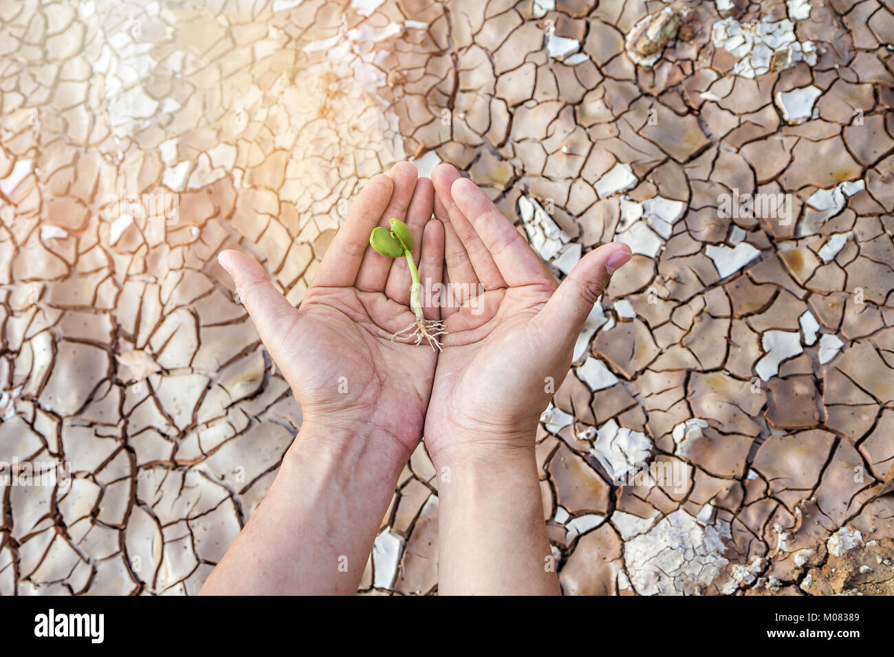 Seedling And Hand On Cracked Earth High Resolution Stock Photography ...