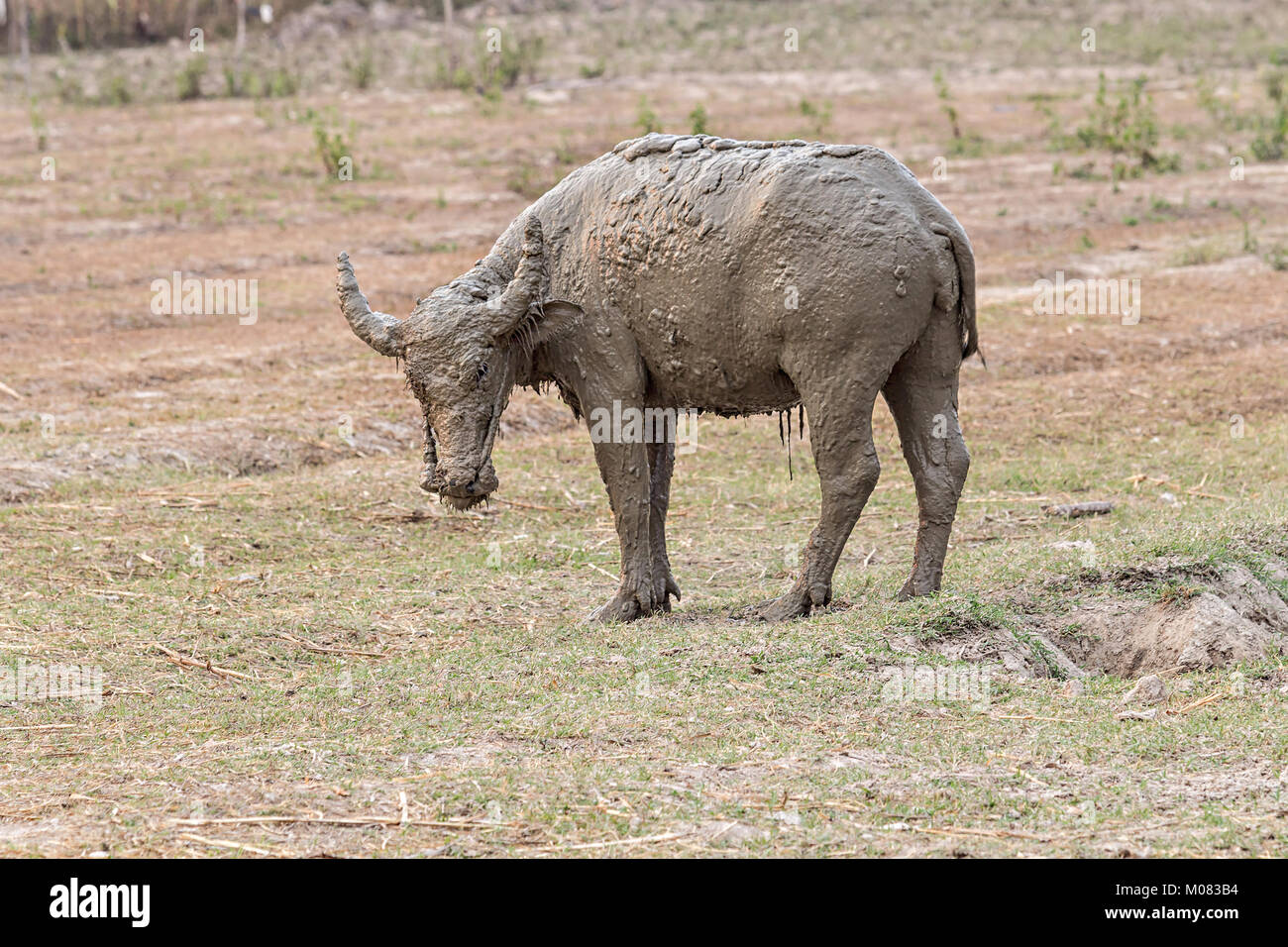 Water buffalo standing relax after soaking mud with soft focus Stock ...