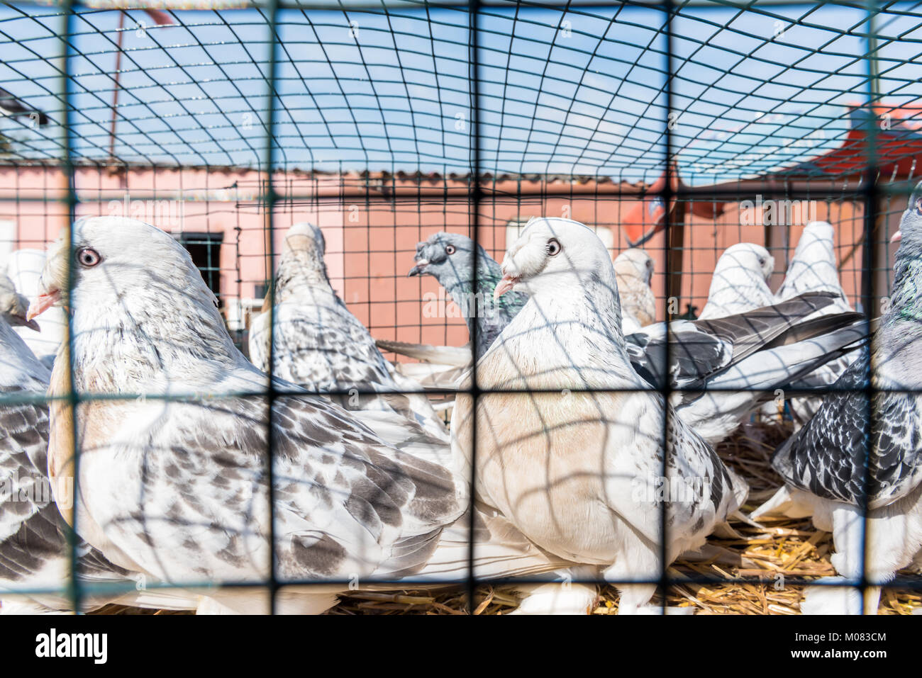 Live pigeons kept in cages and exhibited for sale at Pigeon Bazaar in ...