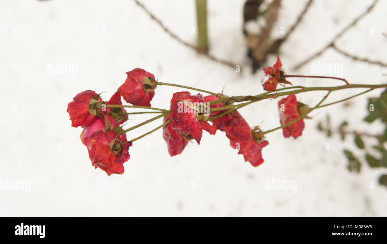 Red Raze Flower in Snow background Stock Photo - Alamy