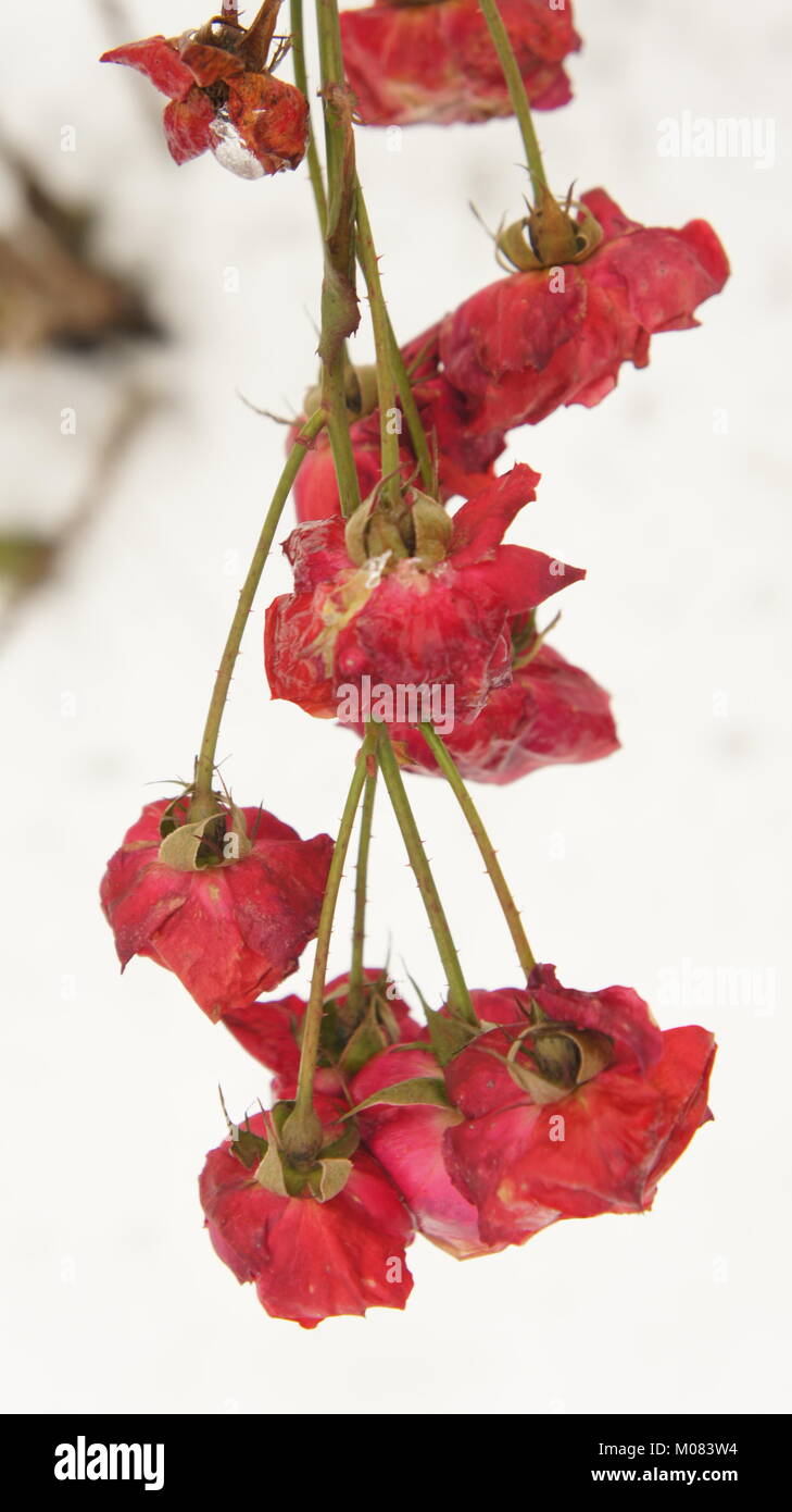 Red Raze Flower in Snow background Stock Photo - Alamy