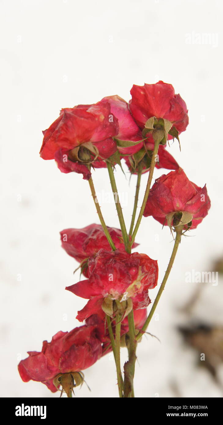 Red Raze Flower in Snow background Stock Photo - Alamy