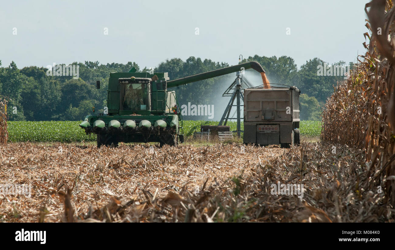 John N. Mills, Jr. operates his six-row corn harvester during the feed ...