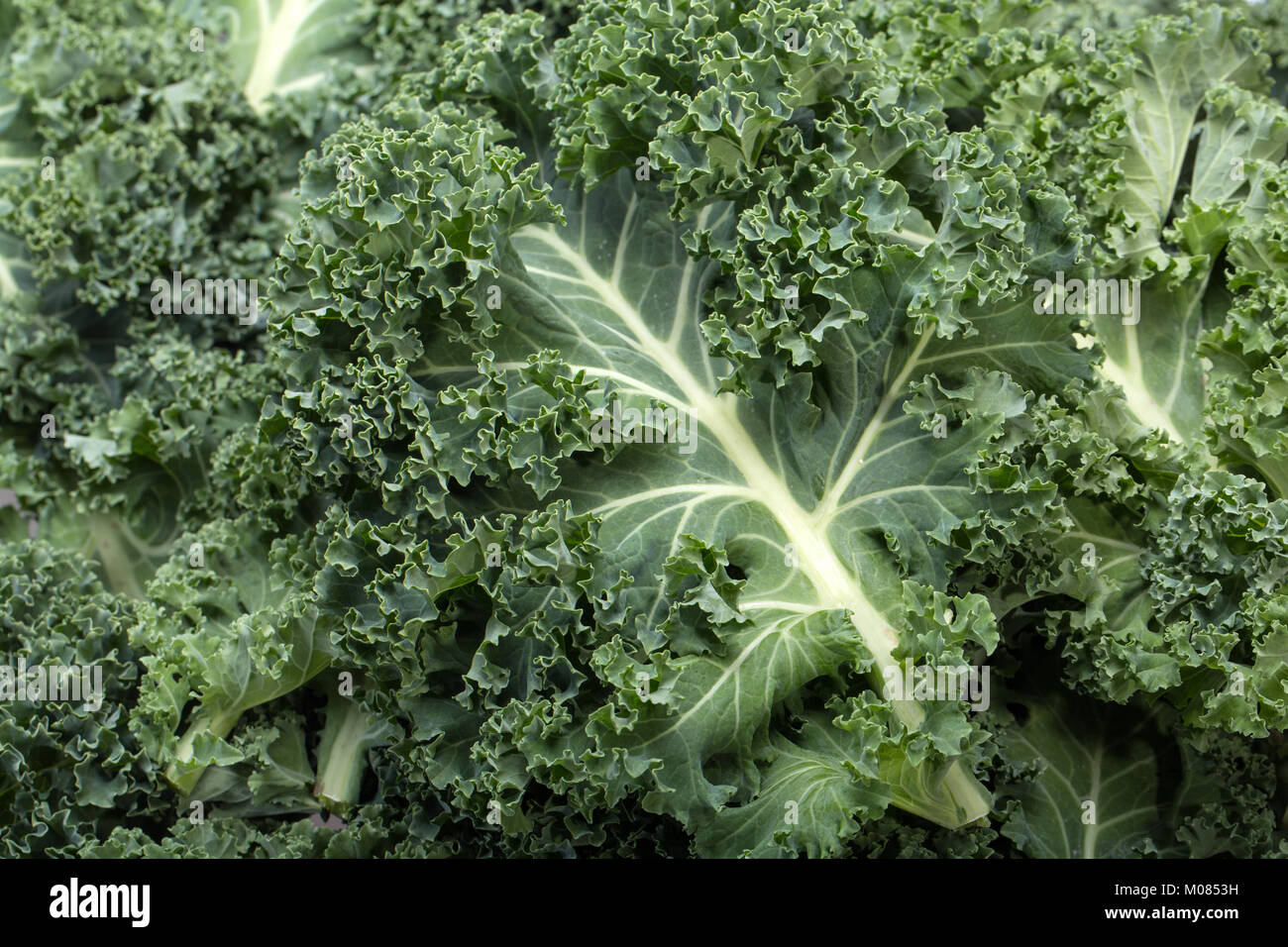 A healthy fresh curly kale Stock Photo - Alamy