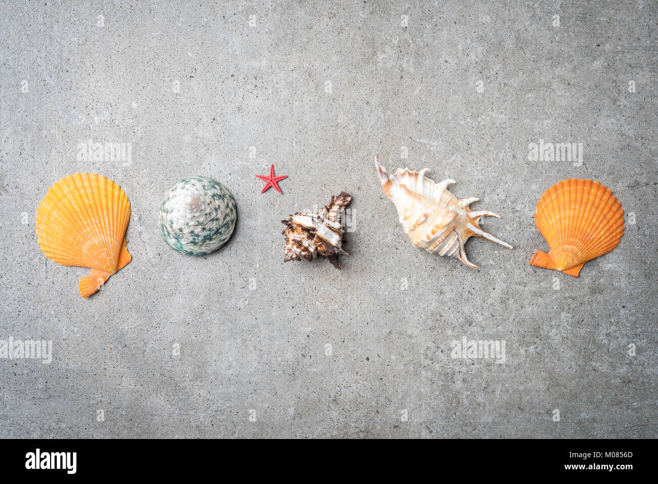 Grey top shell hi-res stock photography and images - Alamy