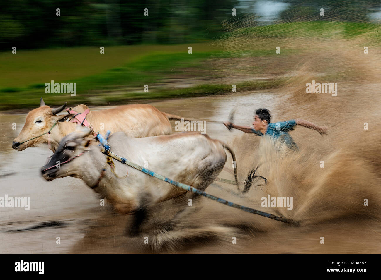 Pacu Jawi bull race: Jockey riding bull in muddy field to celebrate ...
